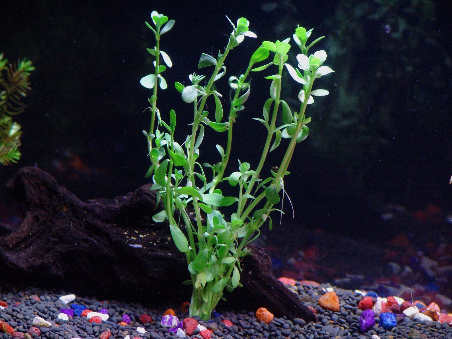 Aquarium Plants Live Freshwater Mixed Live Aquarium Plants (7 Species ...