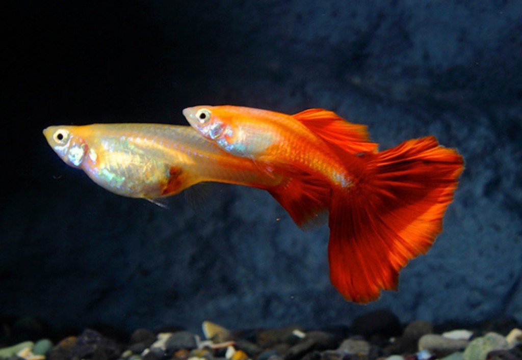 Red Fire Guppy Pair – Live Freshwater Tropical Aquarium Fish | Aquarium ...